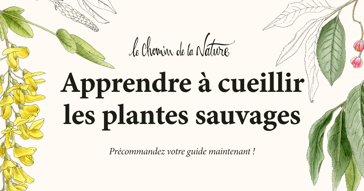 Apprendre à cueillir les plantes sauvages – Le guide illustré | Le ...